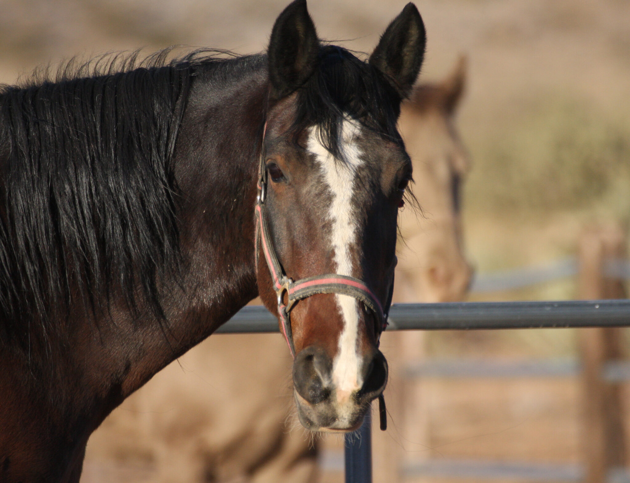 Home - Last Chance Ranch Sanctuary