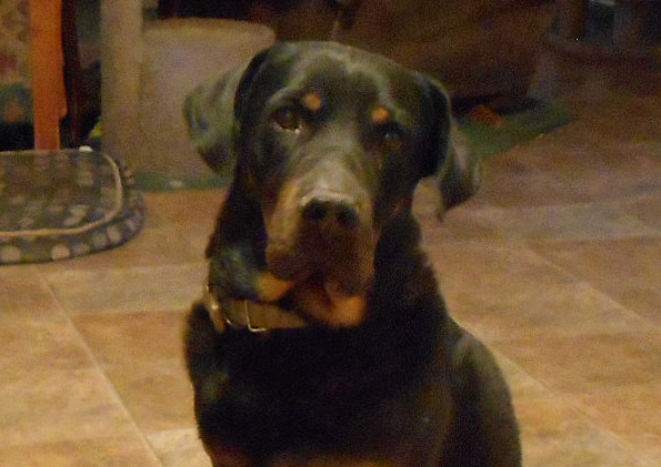 Home - Last Chance Ranch Sanctuary