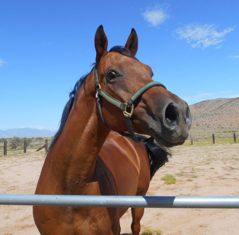 Home - Last Chance Ranch Sanctuary